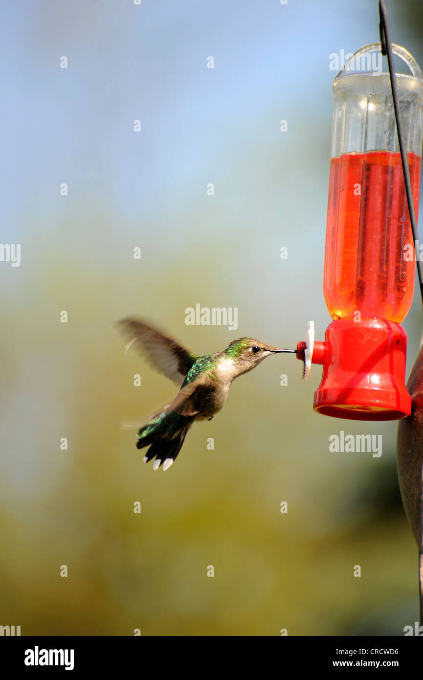 Hummingbird in flight at a feeder Stock Photo - Alamy