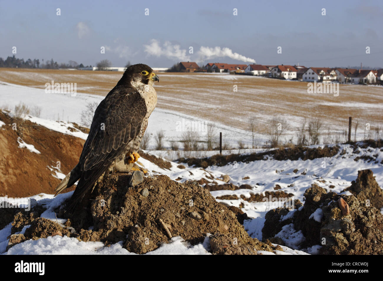 peregrine falcon (Falco peregrinus), in front of village, Germany ...