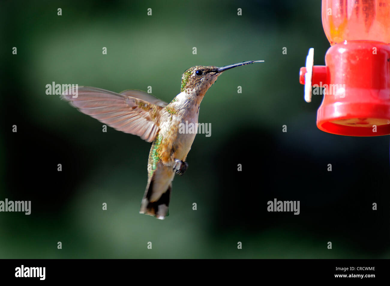 Hummingbird in flight at a feeder Stock Photo - Alamy