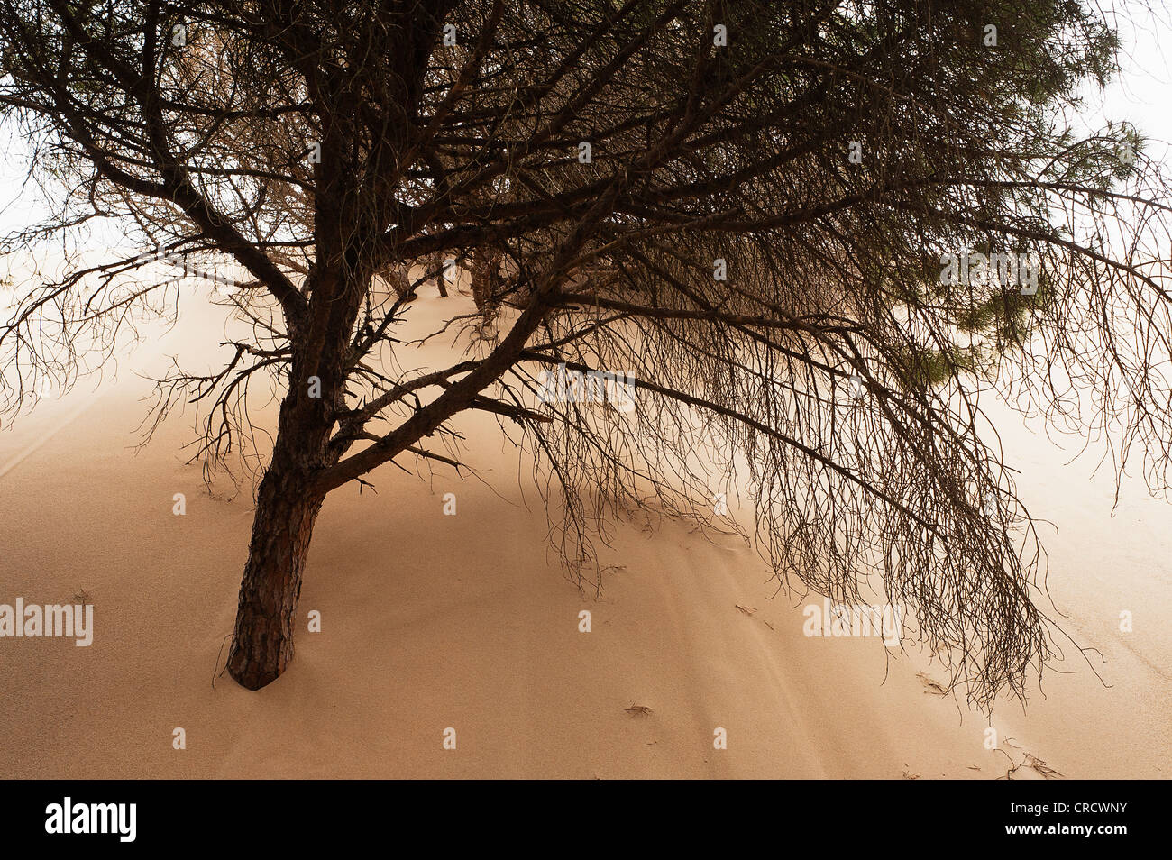 Sand pine hi-res stock photography and images - Alamy