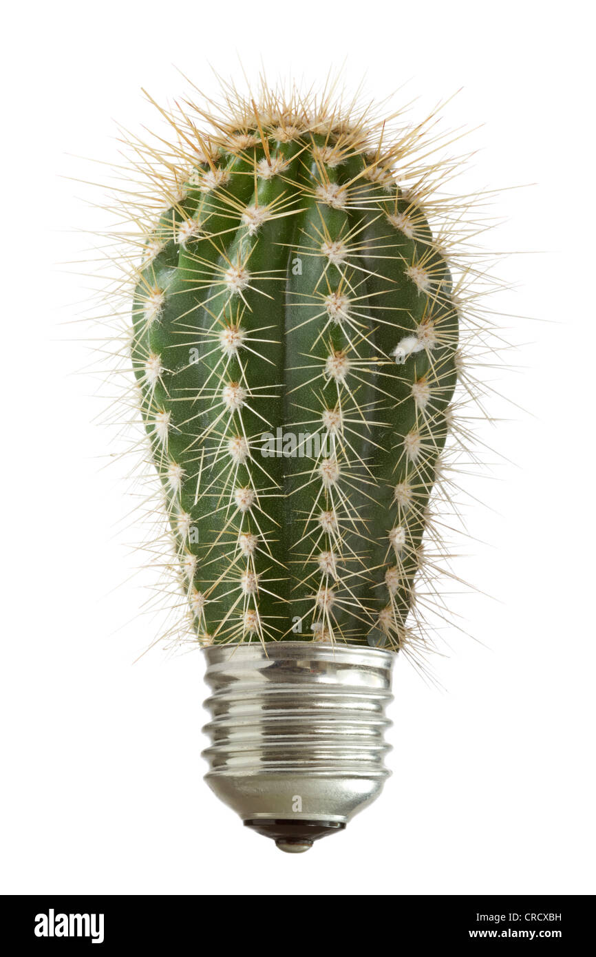 Green spiky cactus growing out of a bulb. Isolated on white background ...