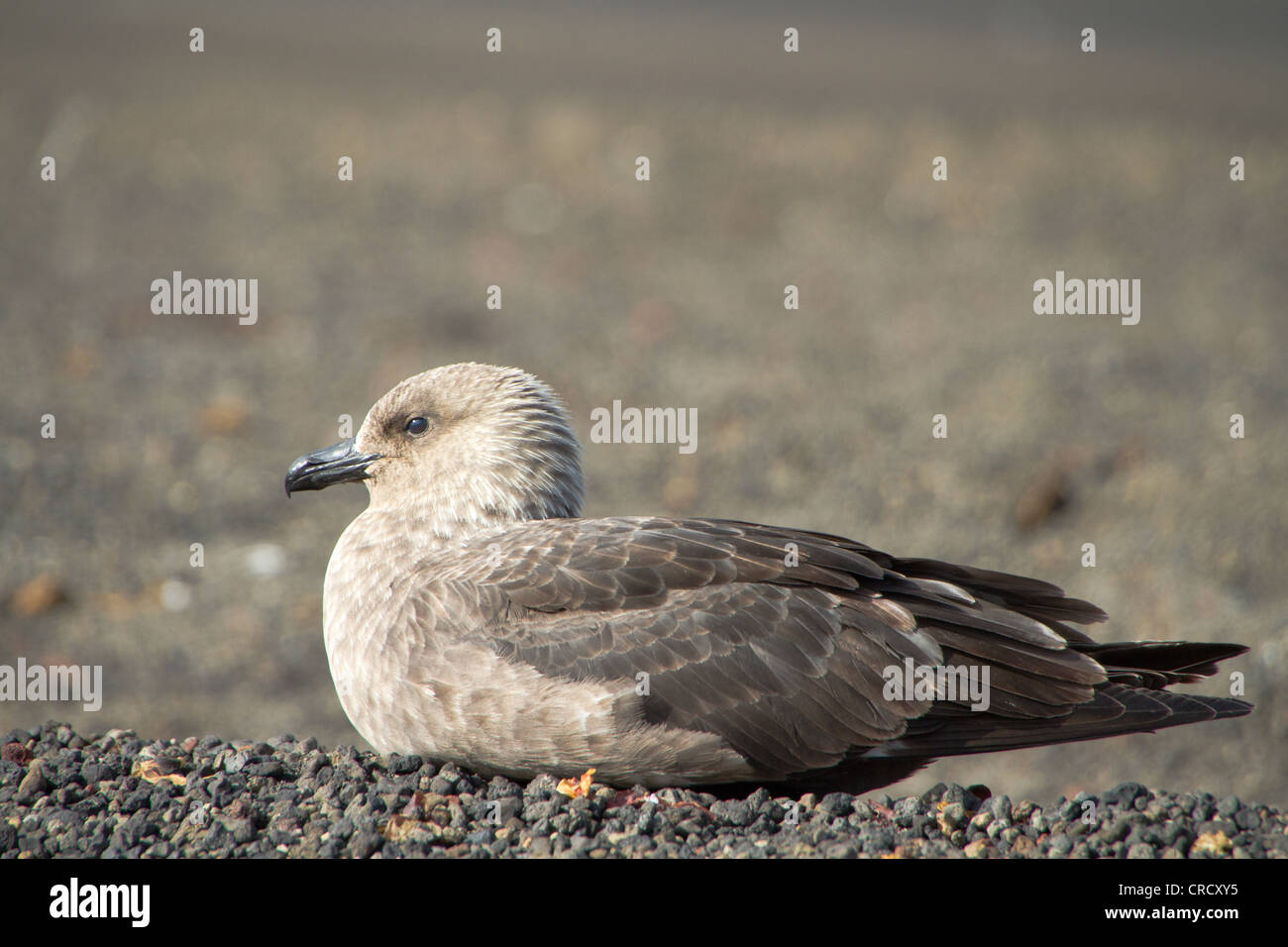 Young skua hi-res stock photography and images - Alamy