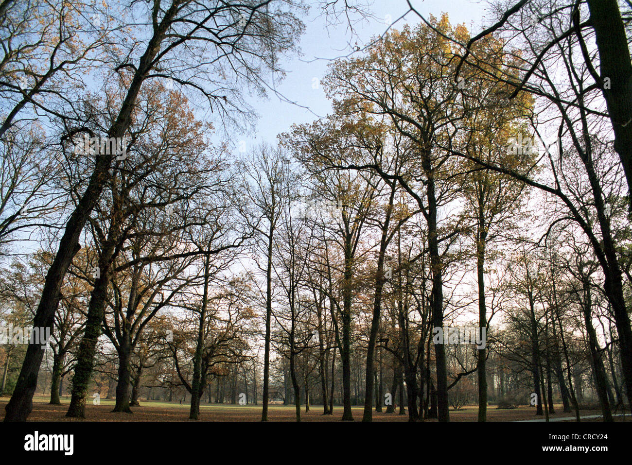 Autumnal view of a park in Potsdam Stock Photo - Alamy