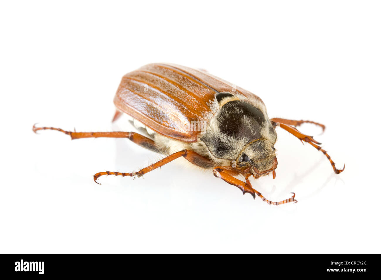 cockchafer, also called may bug or spring beetle Stock Photo - Alamy