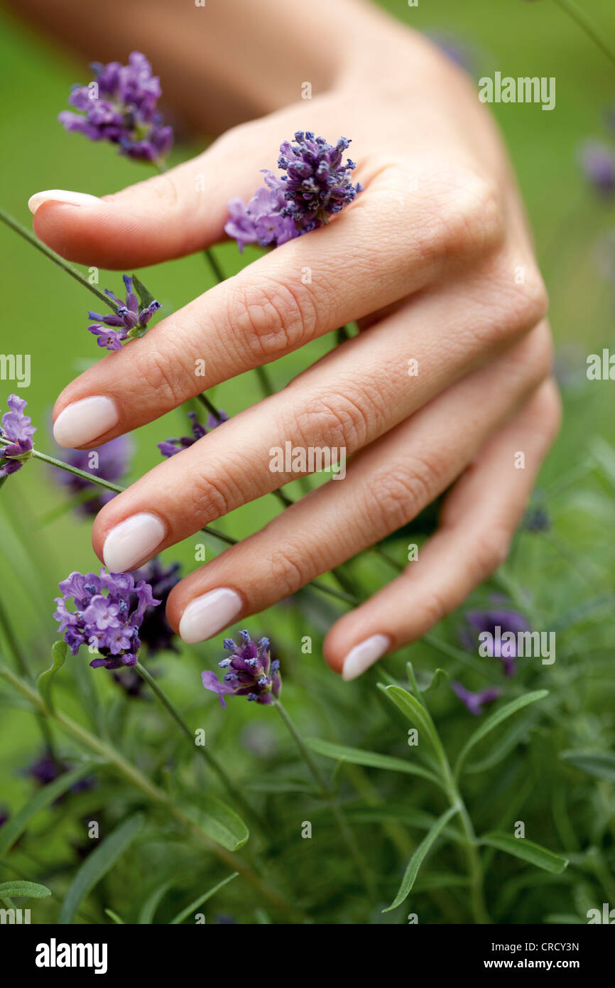 Hand at flower Stock Photo - Alamy