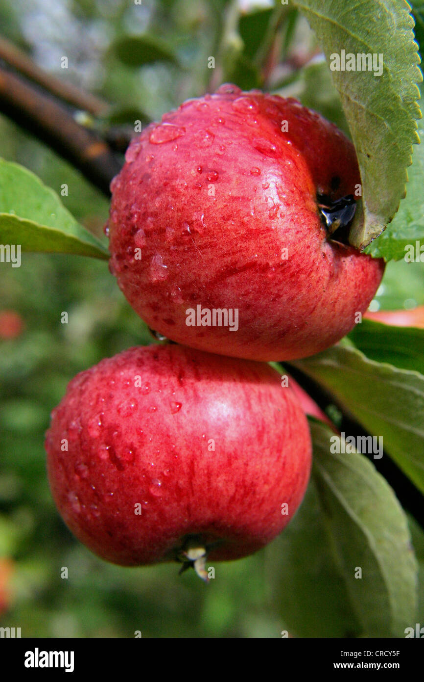 Duo apple tree hi-res stock photography and images - Alamy