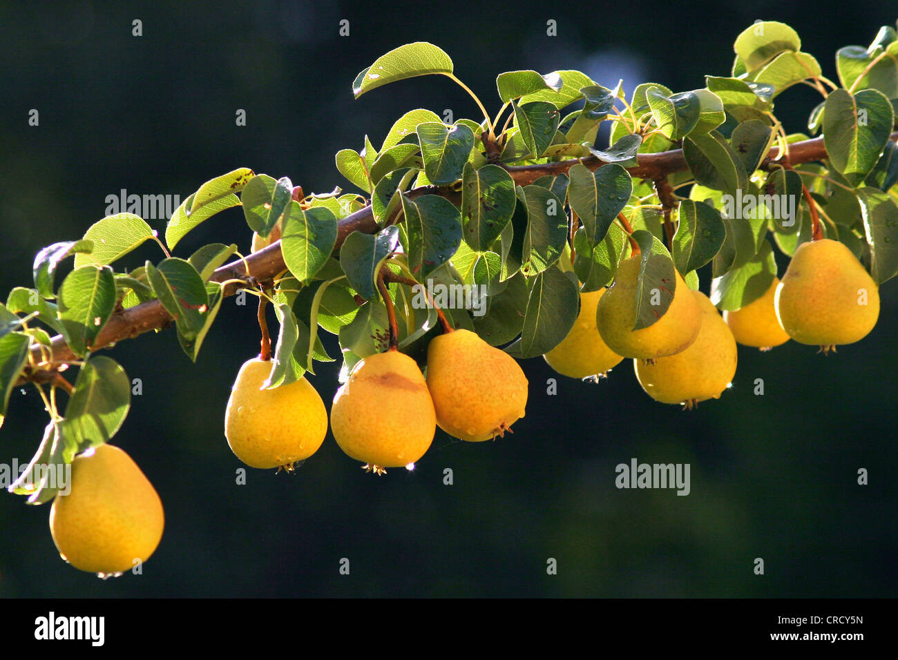 common pear (Pyrus communis), dew on pears, Finland Stock Photo - Alamy