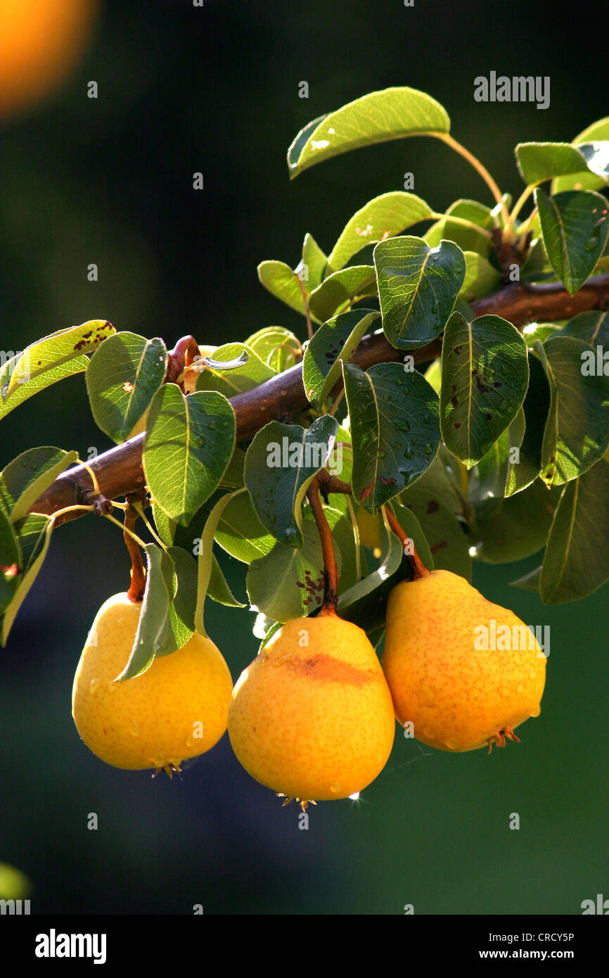 Three Pears Pyrus Communis High Resolution Stock Photography and Images ...