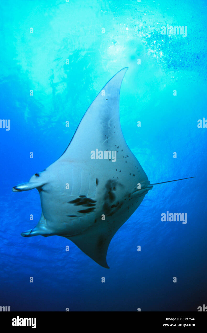 Manta channel hi-res stock photography and images - Alamy