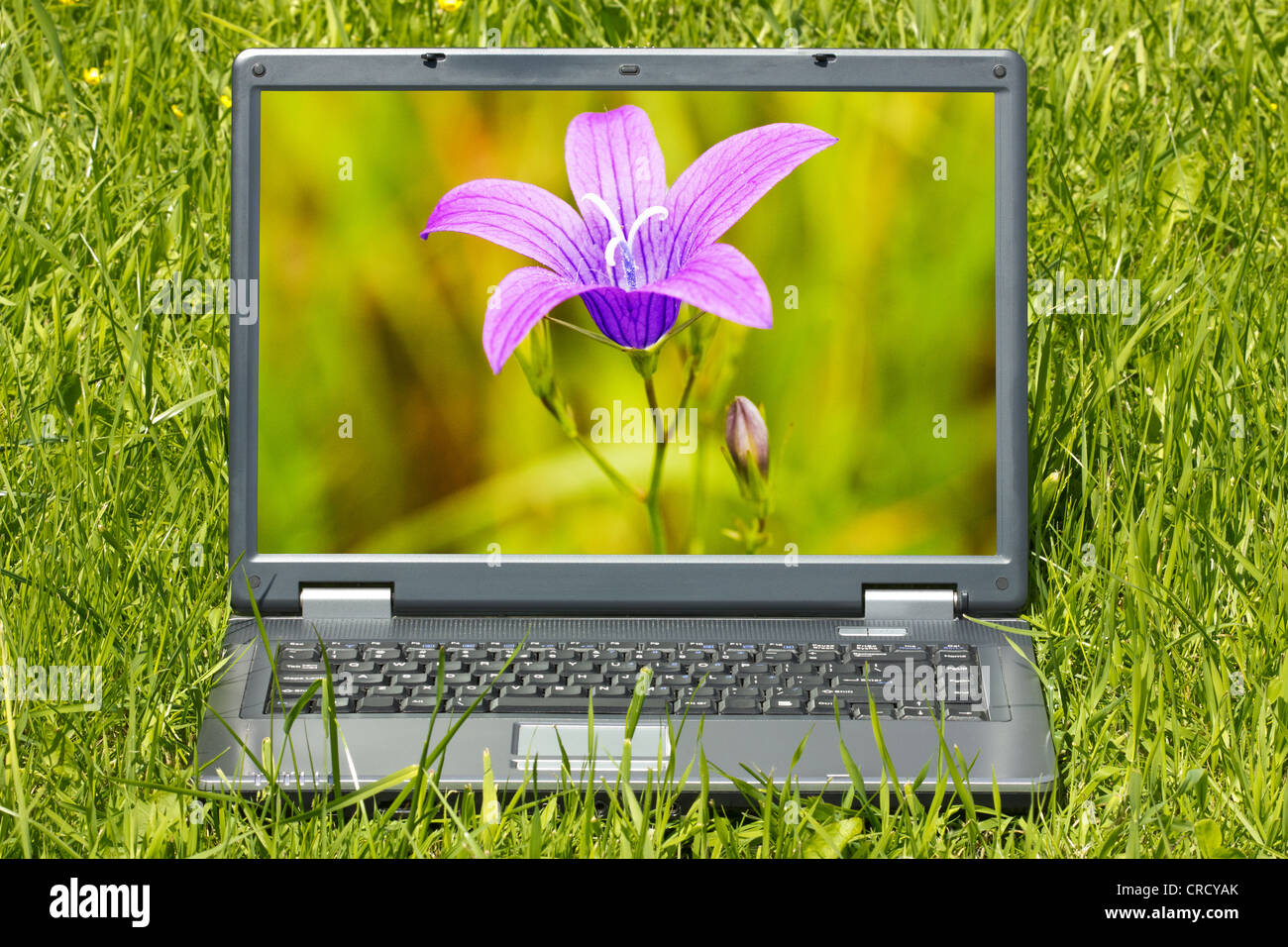 Laptop computer with beautiful flower on screen Stock Photo - Alamy