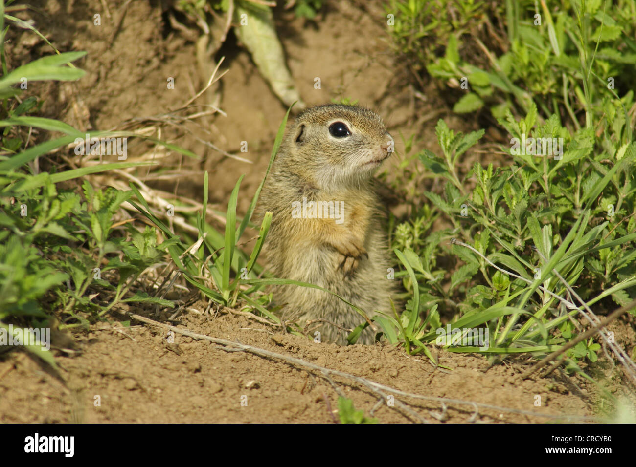European ground squirrel, European suslik, European souslik (Citellus ...