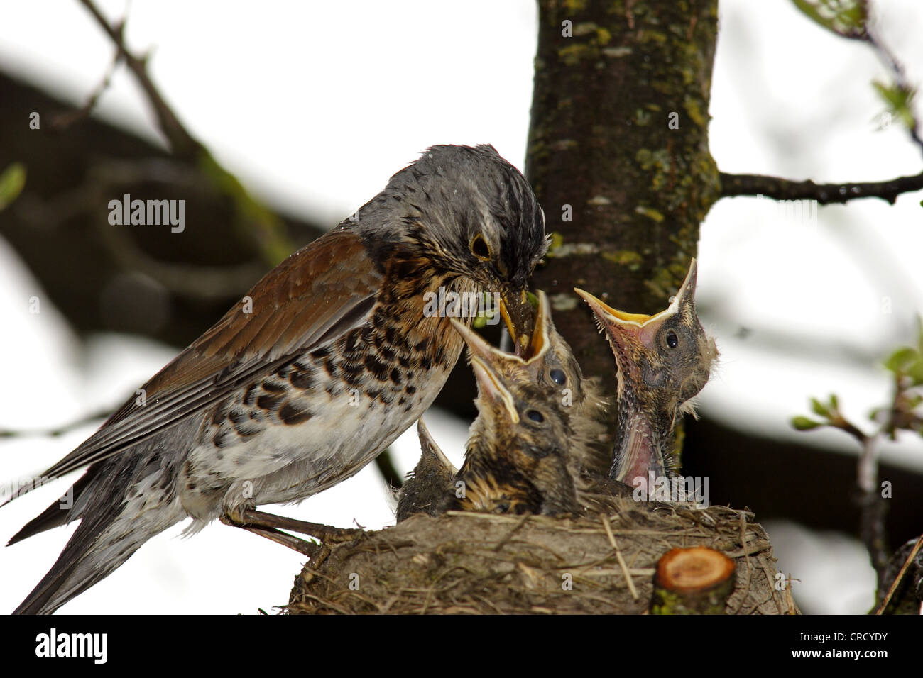 fieldfare (Turdus pilaris), with chicks at the nest, Germany, Baden ...