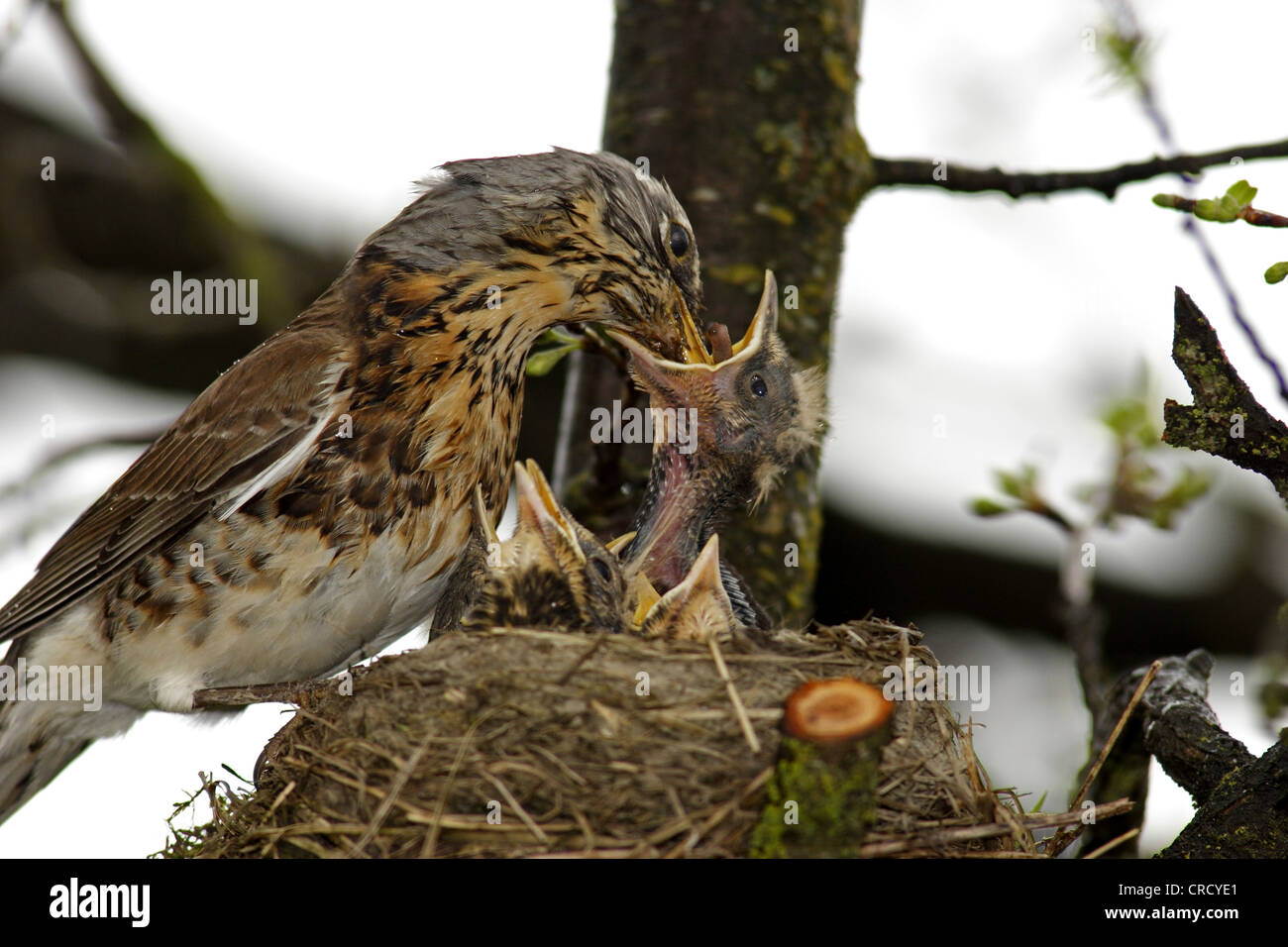 fieldfare (Turdus pilaris), with chicks at the nest, Germany, Baden ...
