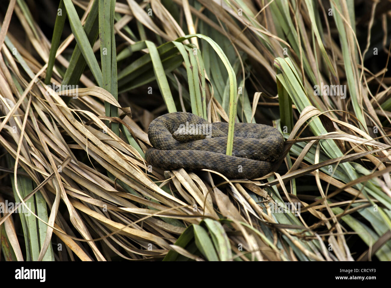 dice snake (Natrix tessellata), lying on reed, Croatia Stock Photo - Alamy