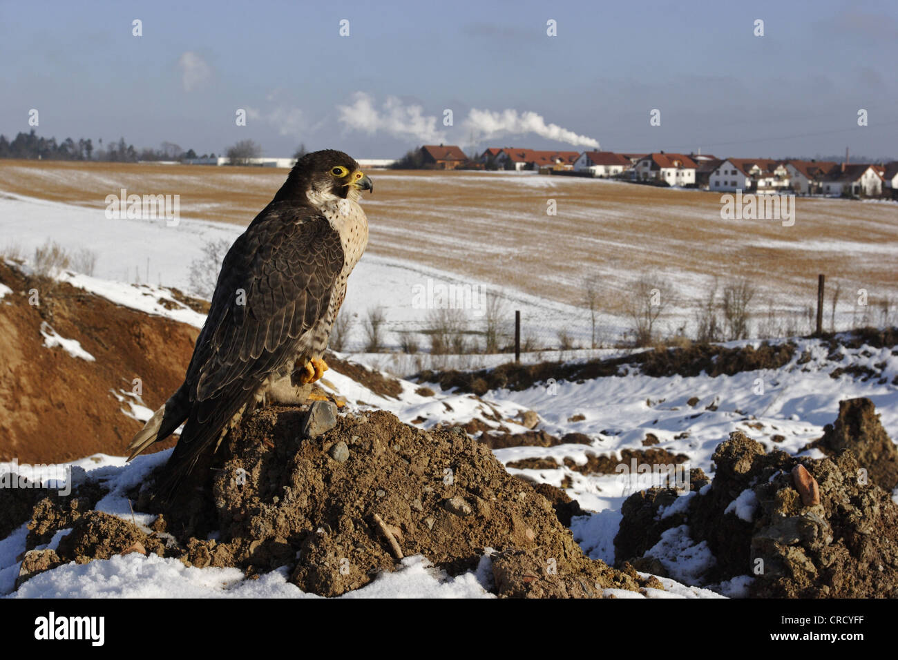 peregrine falcon (Falco peregrinus), sitting on its lookout, Germany ...
