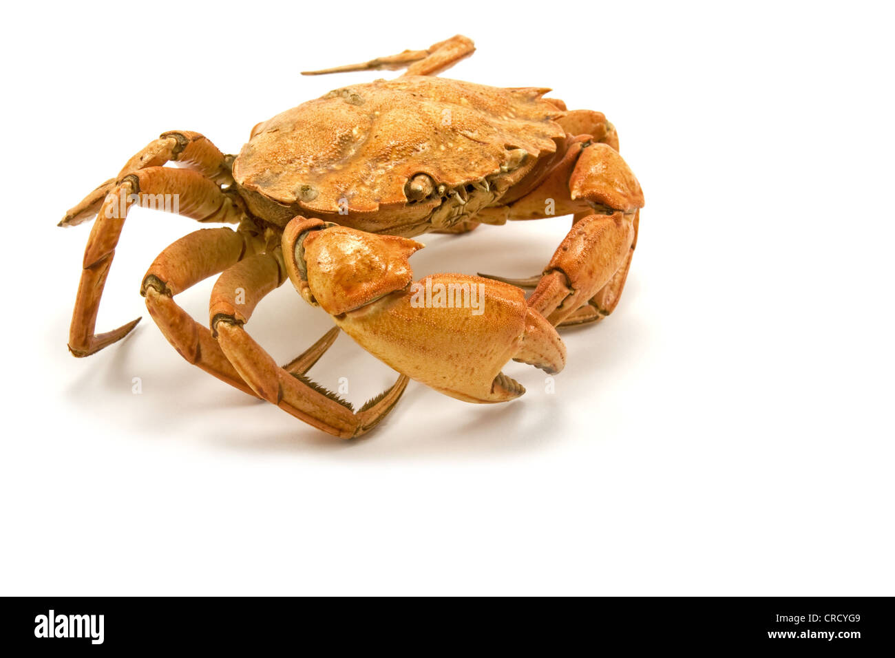 brown cooked crab isolated on white background Stock Photo - Alamy