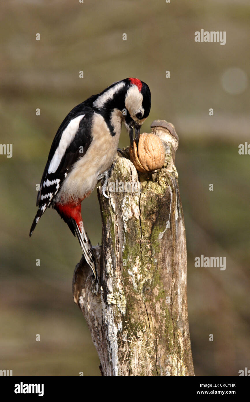 great spotted woodpecker (Picoides major, Dendrocopos major), male with ...