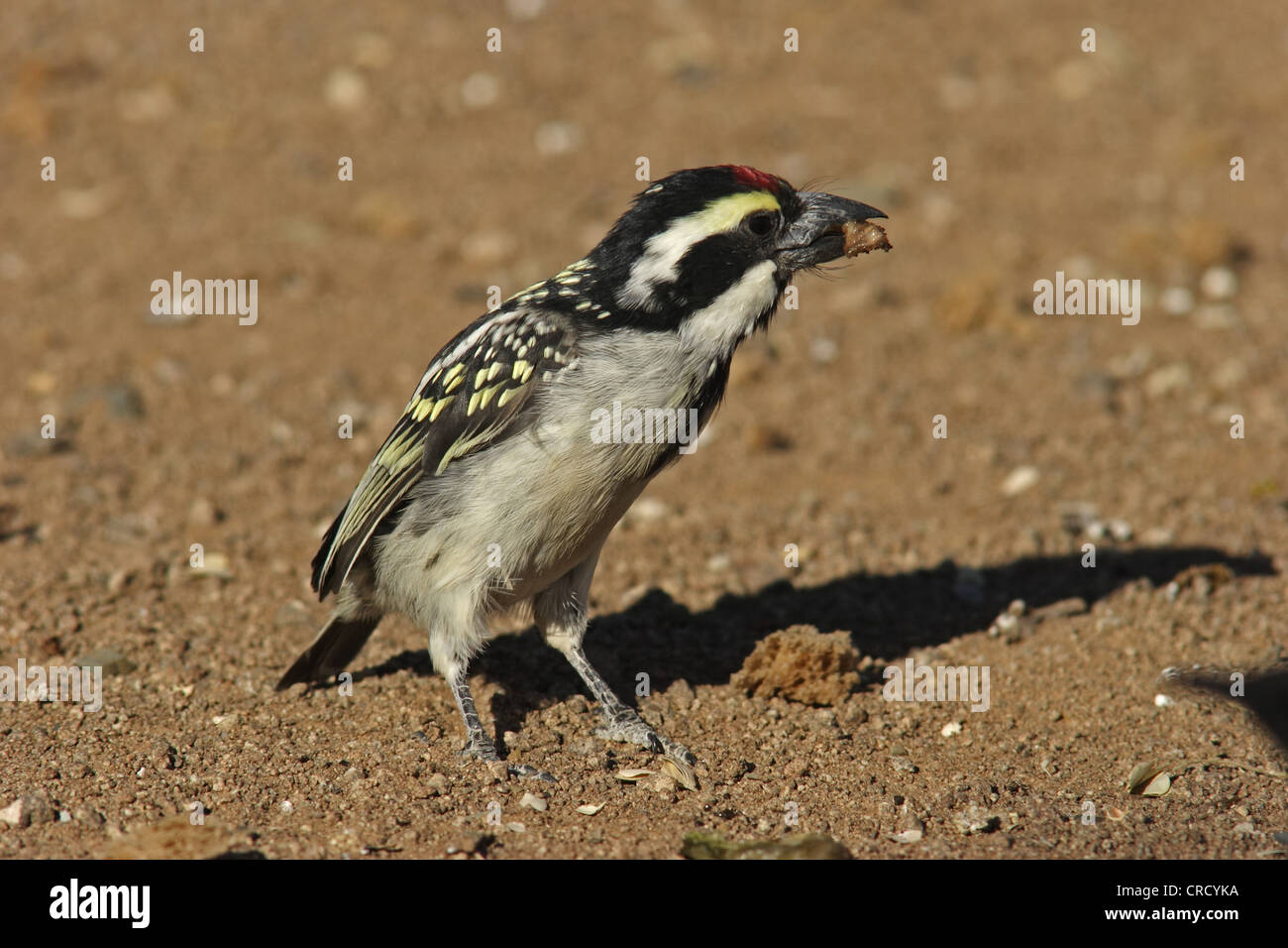 Pogoniulus pusillus hi-res stock photography and images - Alamy