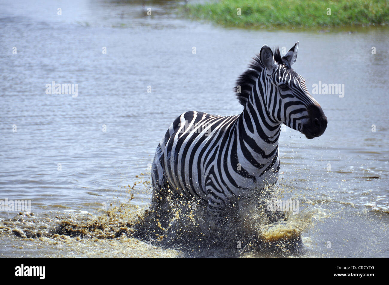 Zebras Running Through Water
