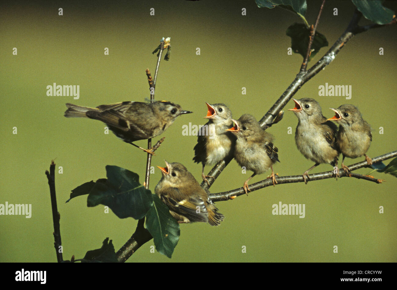 Juvenile goldcrest hi-res stock photography and images - Alamy