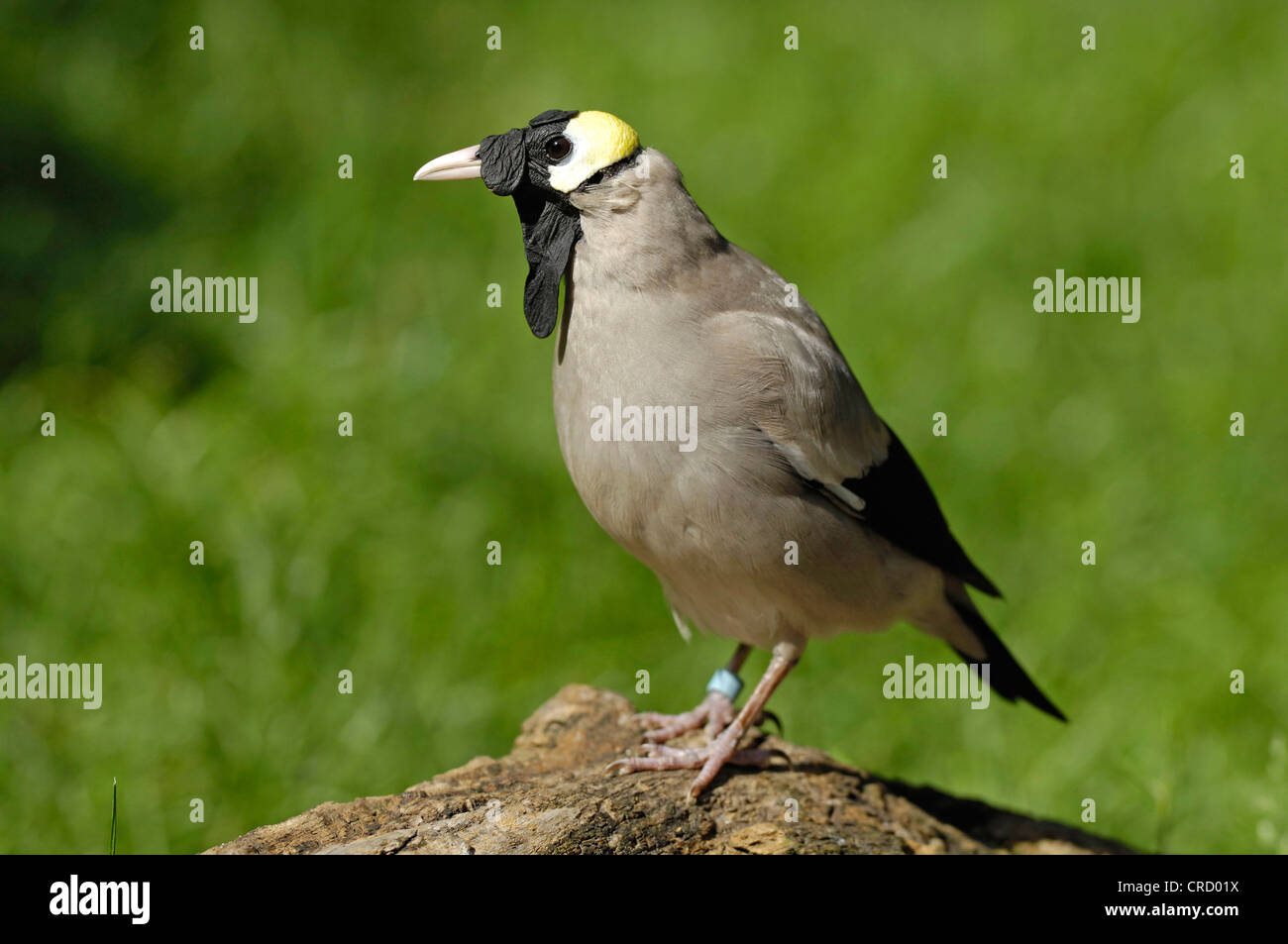 wattled starling (Creatophora cinerea), szanding Stock Photo - Alamy