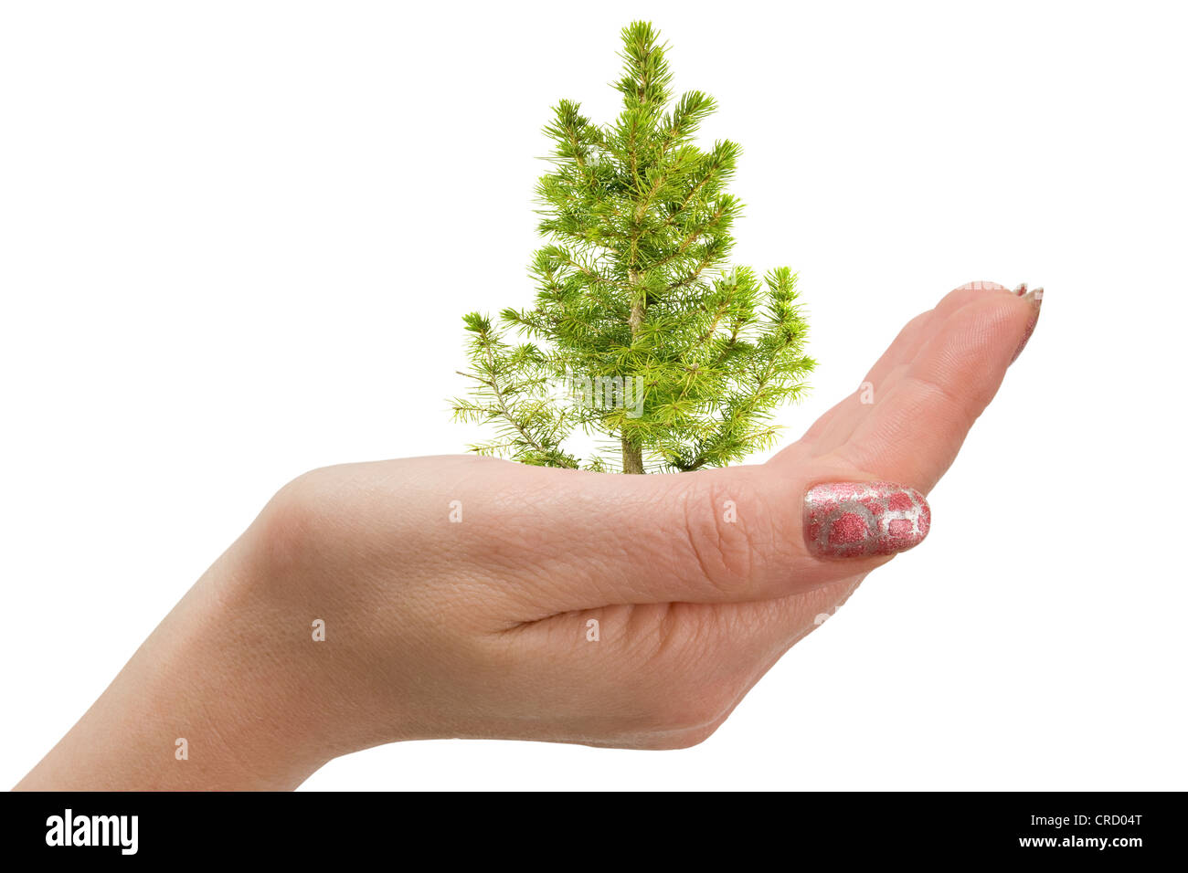 green fir tree in hand. isolated on white background Stock Photo - Alamy