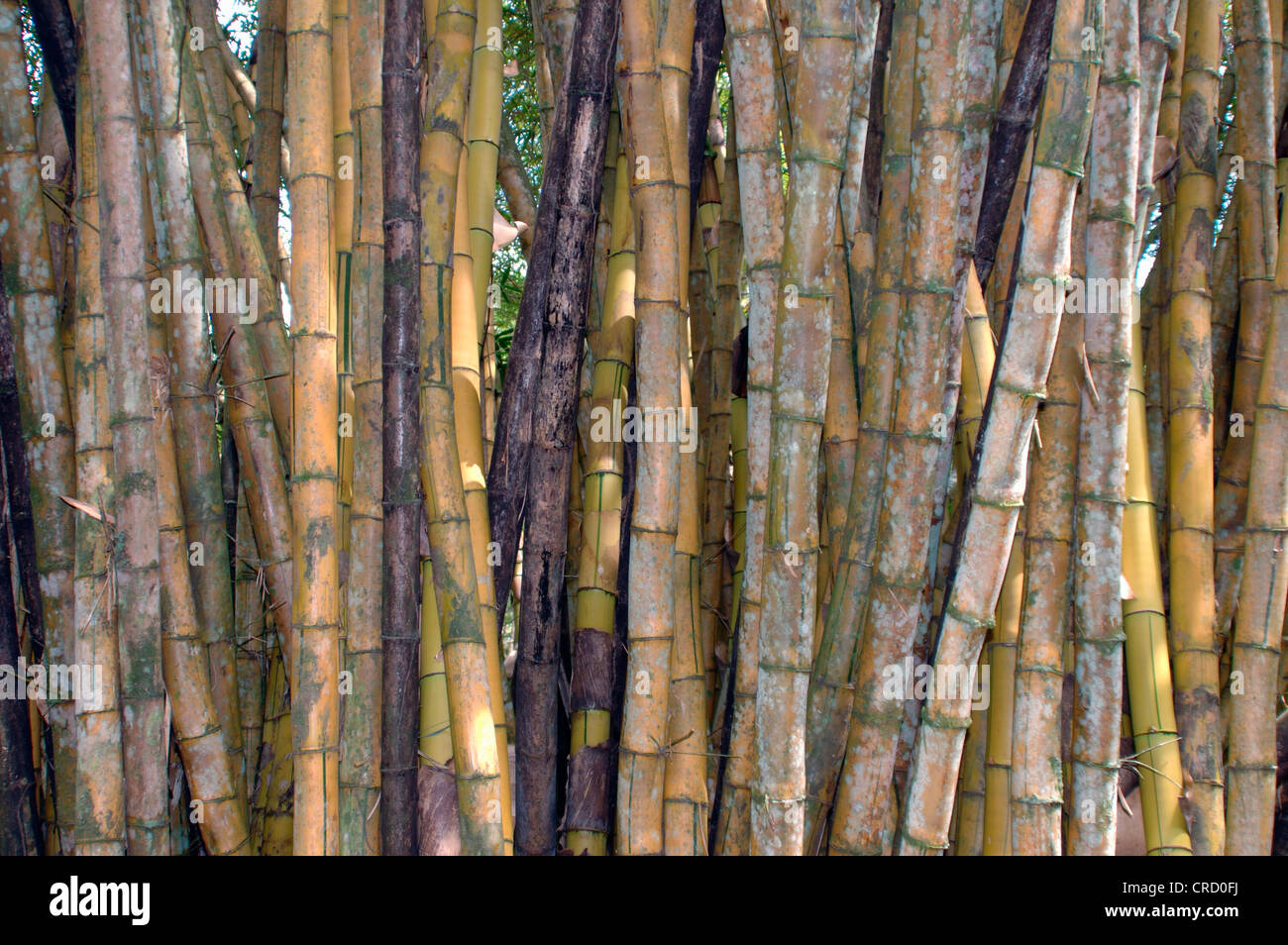 tropical bamboo, Costa Rica, Nationalpark Manuel Antonio Stock Photo ...