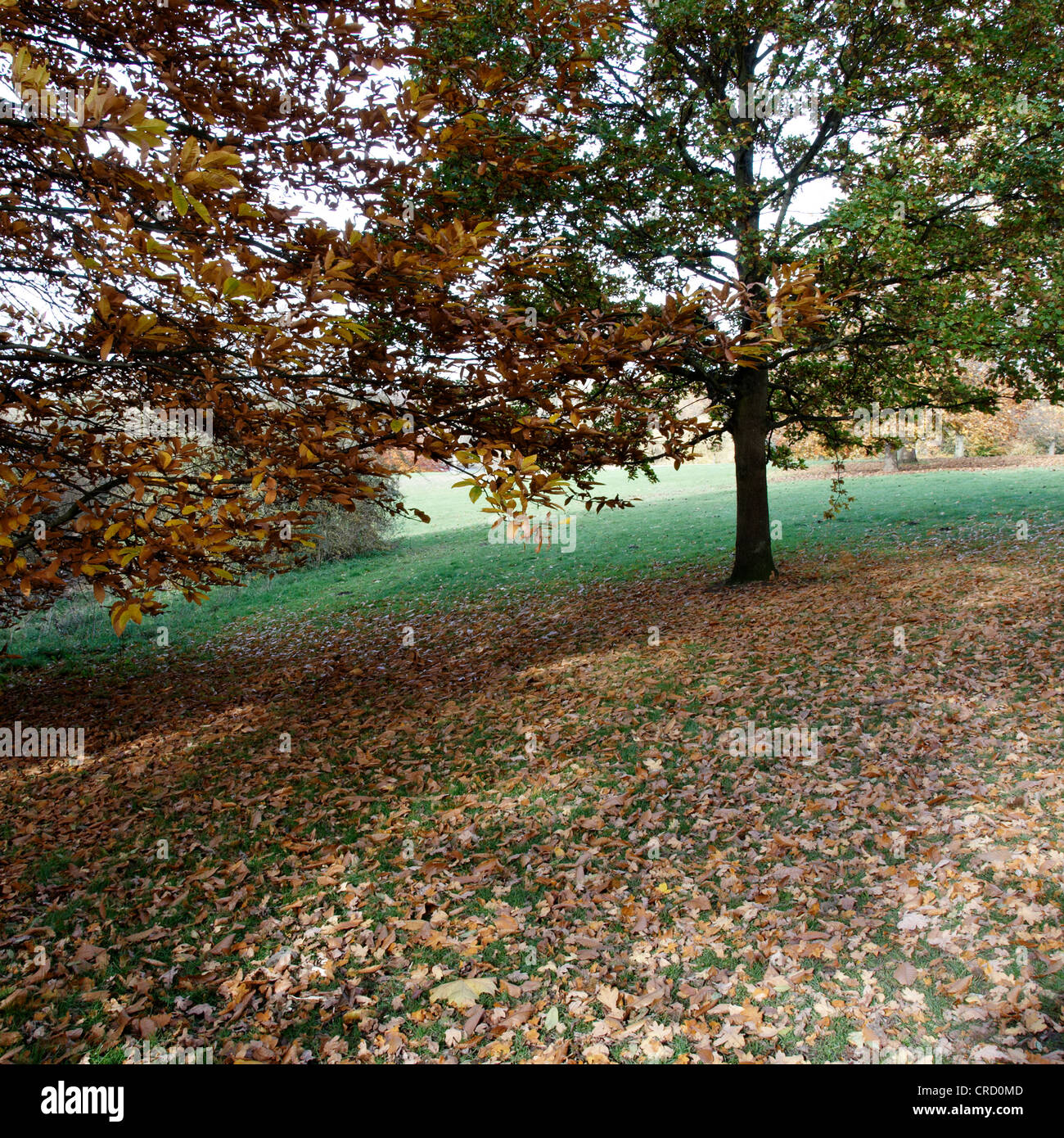 Trees in a park in Autumn Stock Photo - Alamy