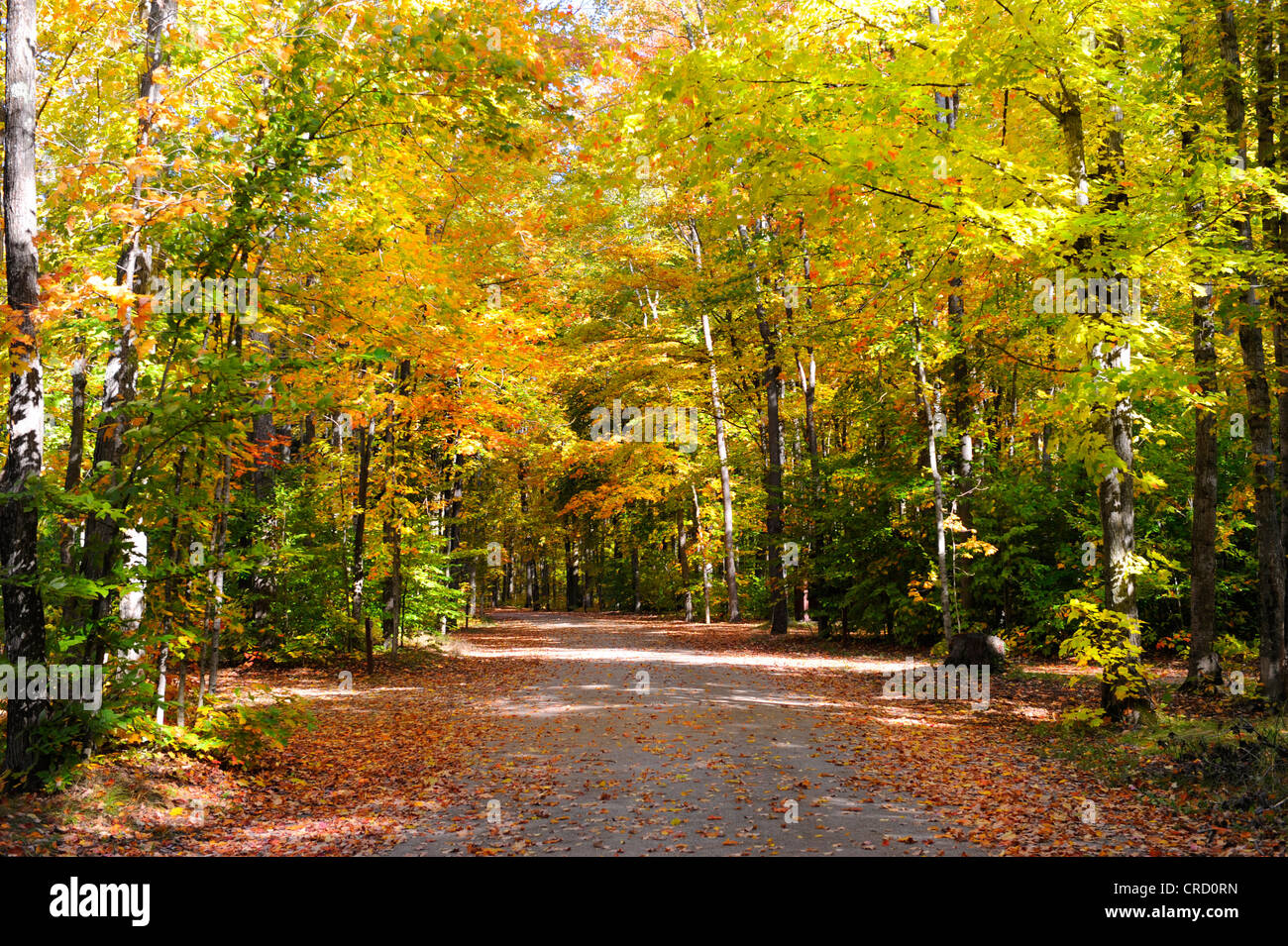Hiawatha National forest in Michigan Upper peninsula during autumn fall ...