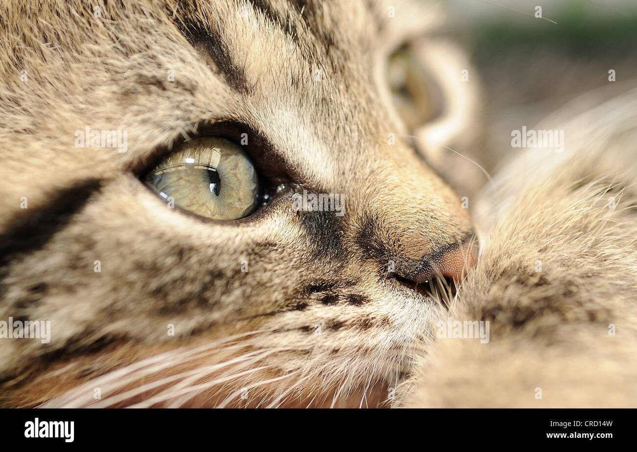 Closeup shot of cute small kitten face Stock Photo - Alamy