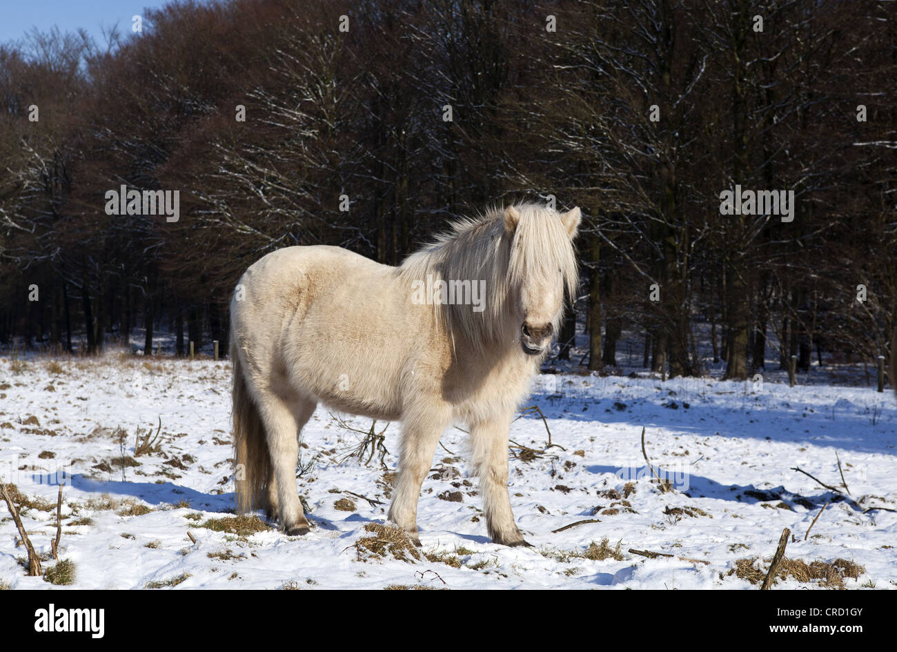 White snow in pasture hi-res stock photography and images - Alamy