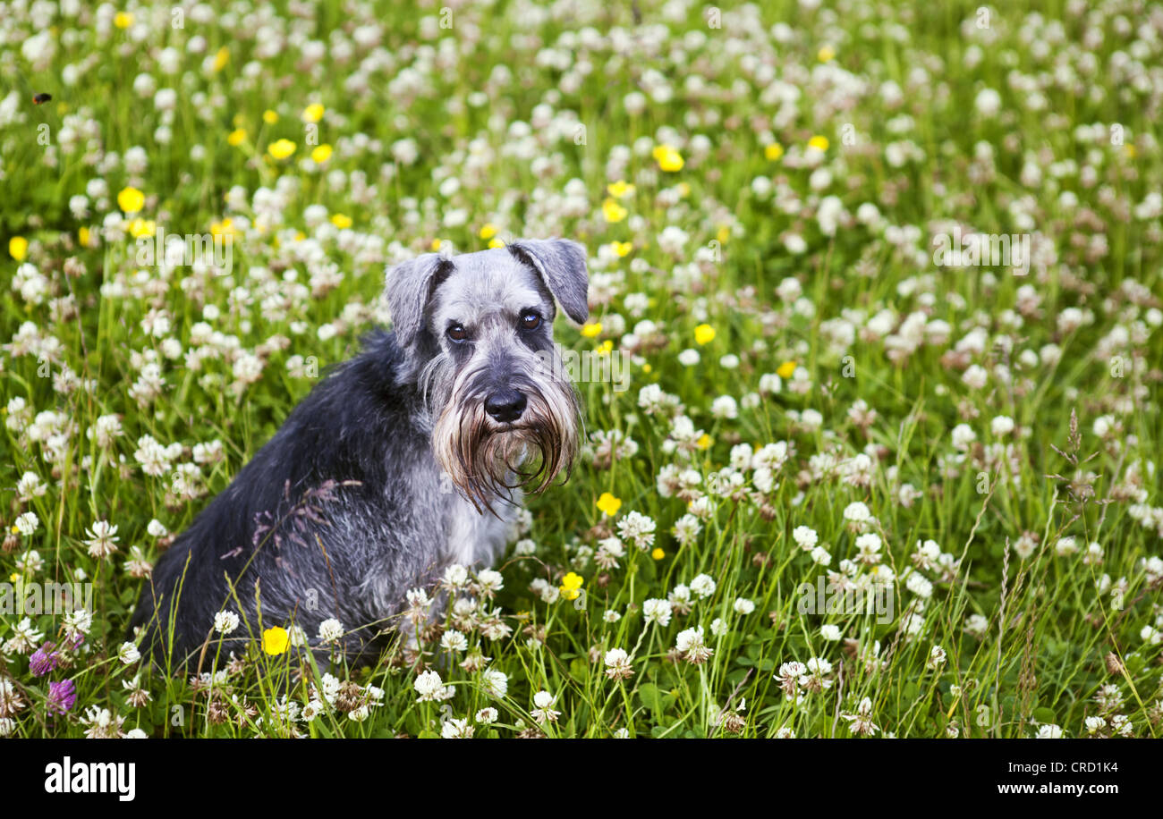 gray schnauzer sit in green grass with flowers Stock Photo - Alamy