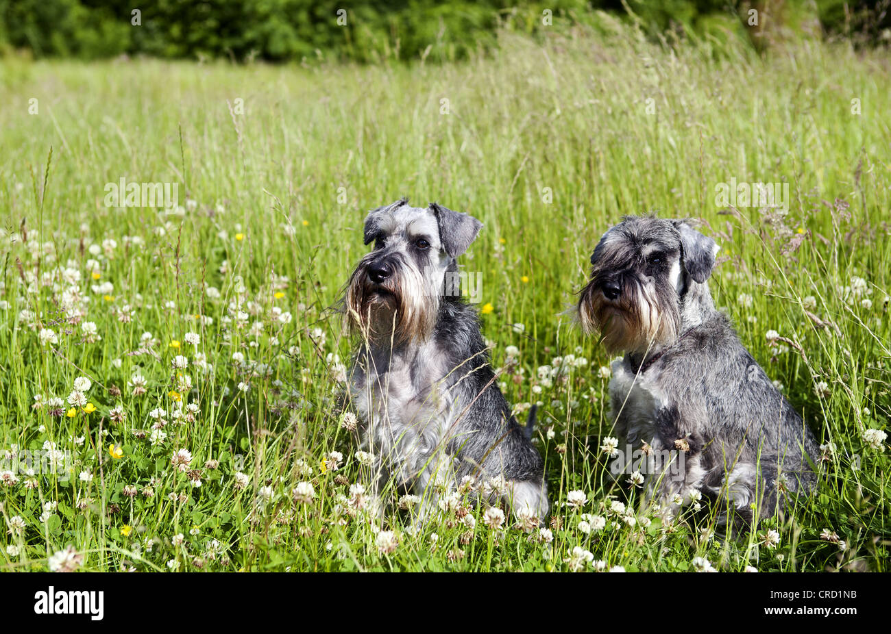 two miniature schnauzers in the grass outdoor Stock Photo - Alamy