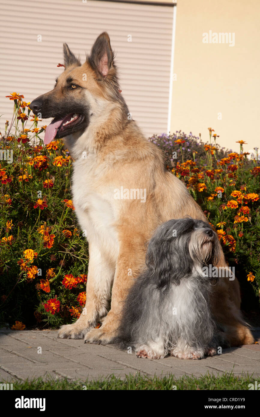 Shepherd dog and a Havanese Stock Photo - Alamy