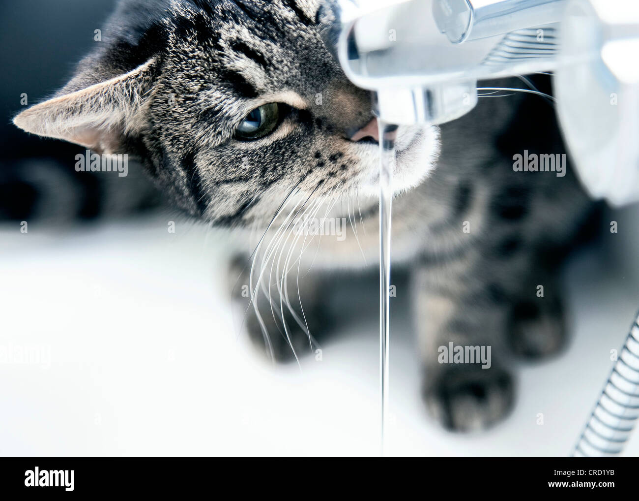 Sitting on taps hi-res stock photography and images - Alamy
