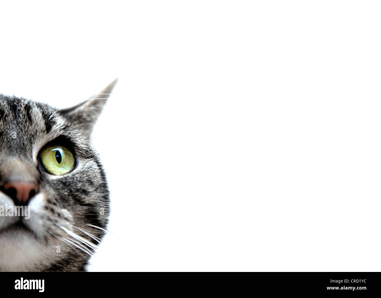 Low cat shot hi-res stock photography and images - Alamy