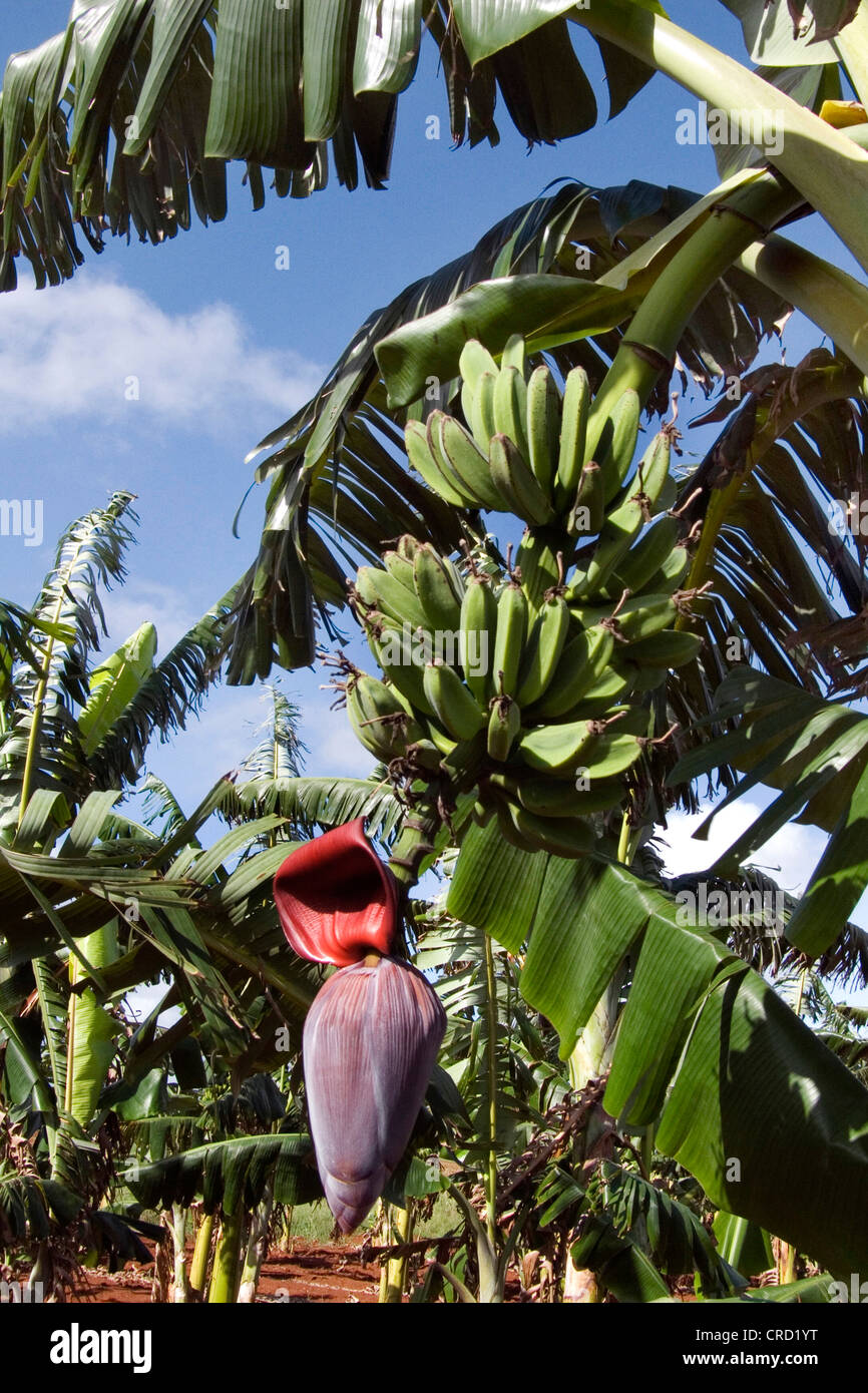 banana (Musa paradisiaca, Musa x paradisiaca), infructescence, Cuba ...