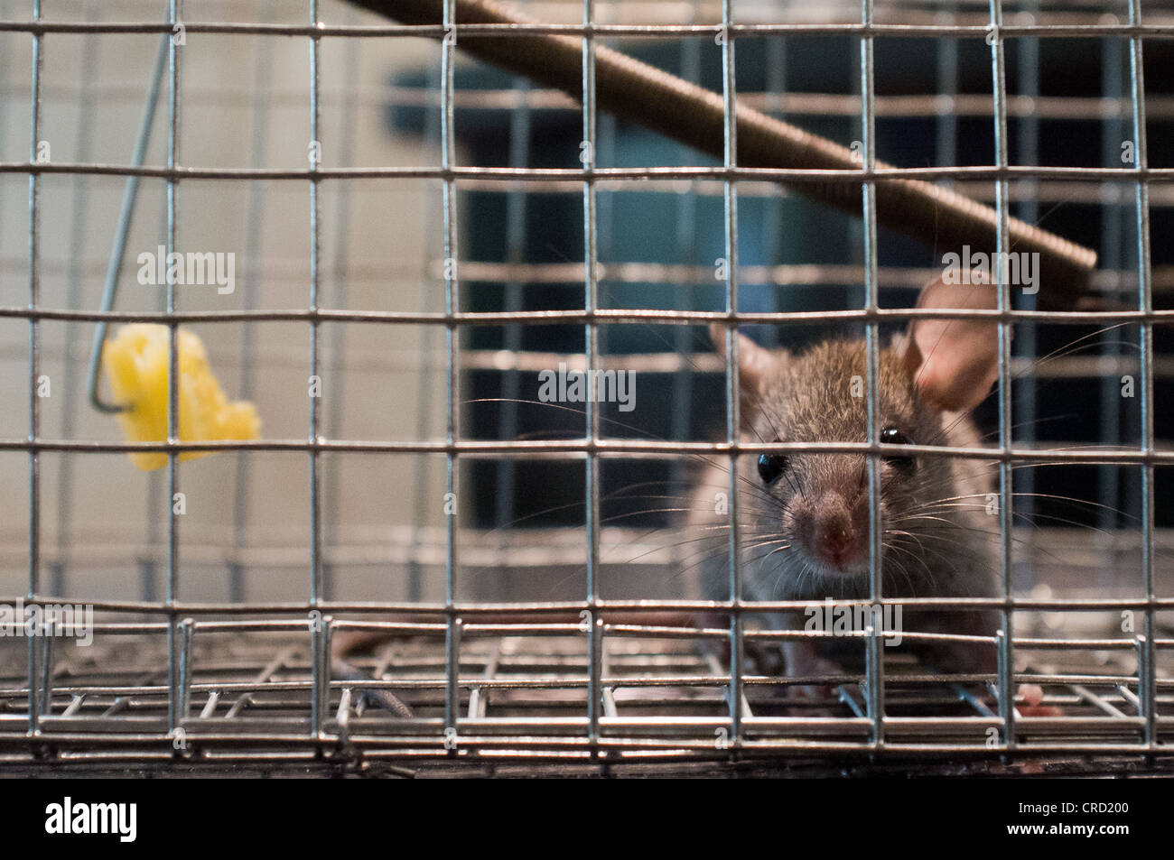 A mouse in a mousetrap Stock Photo - Alamy