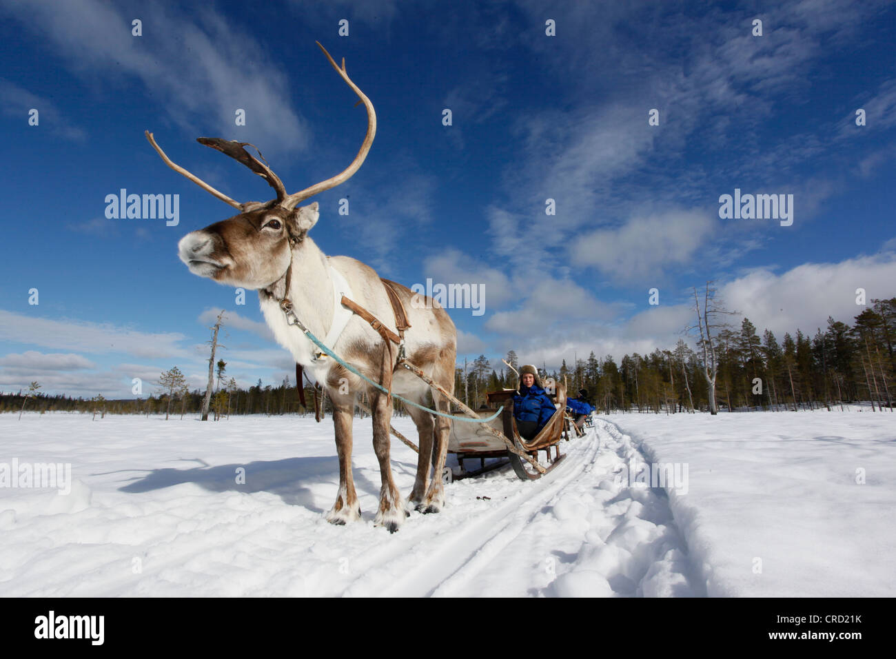 Reindeer sleigh ride, Salla, Lapland, Finland, Europe Stock Photo - Alamy