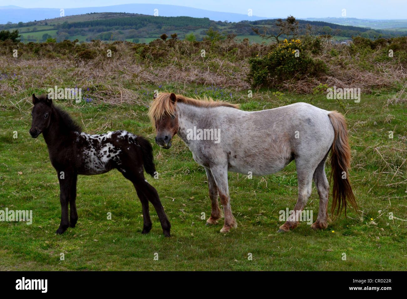 Ponies dartmoor hi-res stock photography and images - Alamy