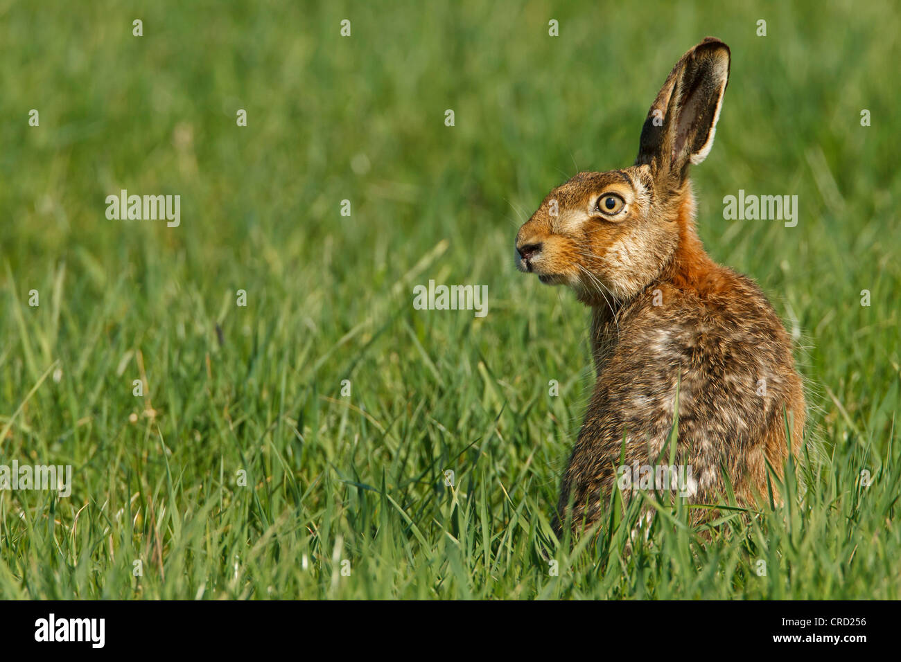 European hare lepus europaeus hi-res stock photography and images - Alamy