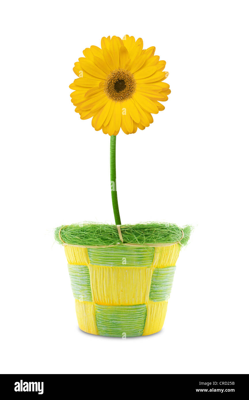 Gerbera in pot on Cut Out Stock Images & Pictures - Alamy