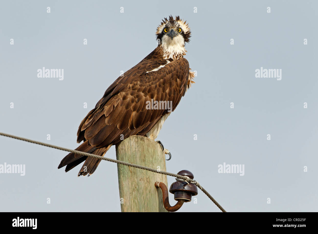 Pandion haliaetus pylon bird of prey raptor hi-res stock photography ...
