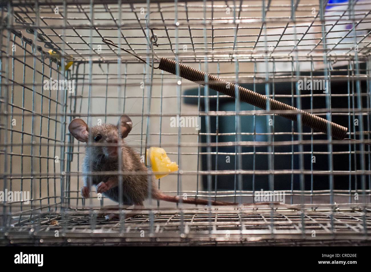 A mouse in a mousetrap Stock Photo - Alamy