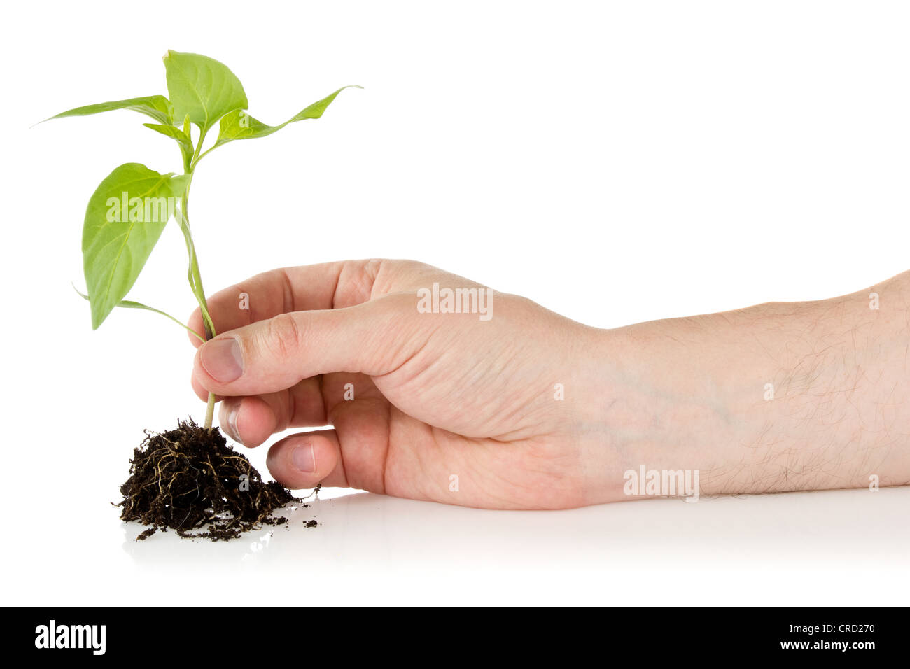 Young plant in hand over a white background Stock Photo - Alamy