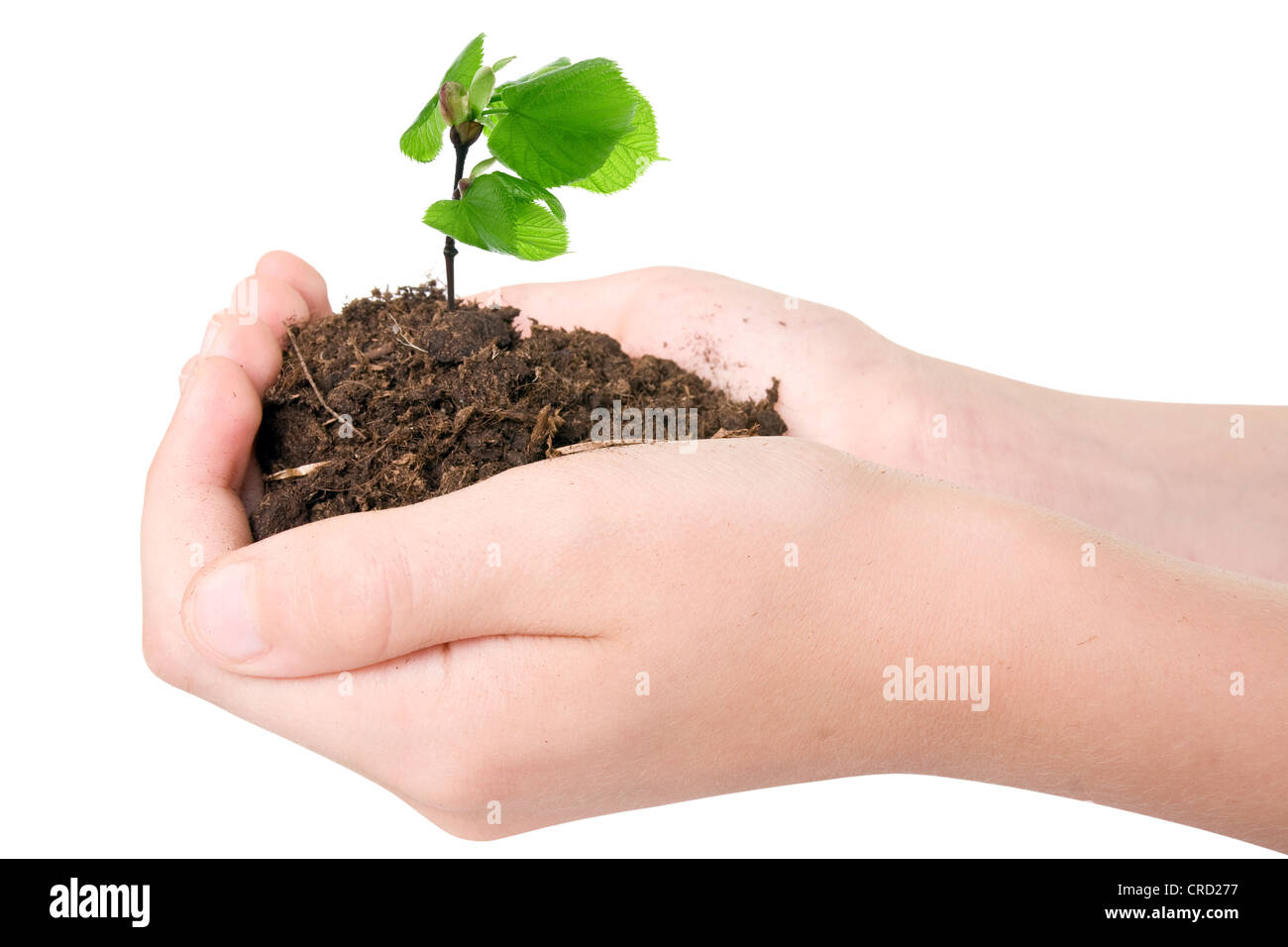Young plant in hands over white background Stock Photo - Alamy