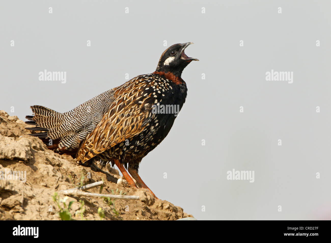 Black Francolin (Francolinus francolinus) standing on rock Stock Photo ...