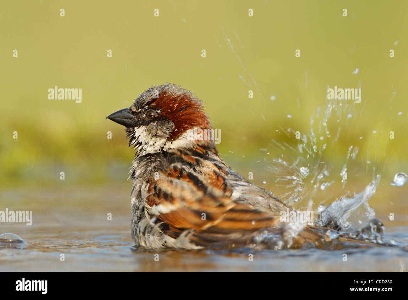 Passer domesticus horizontal hi-res stock photography and images - Alamy