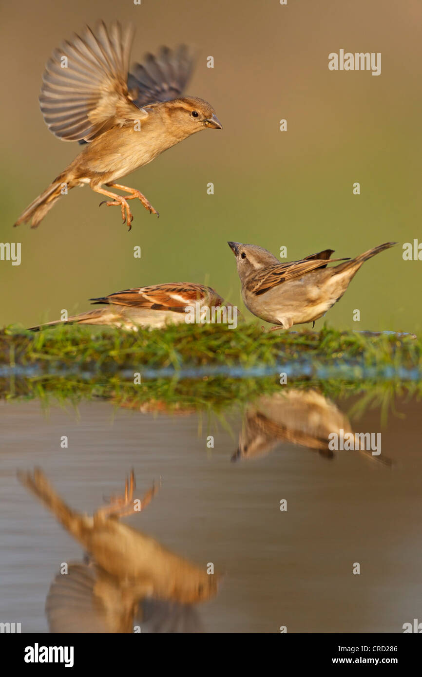 House sparrows (Passer domesticus) by the water Stock Photo - Alamy