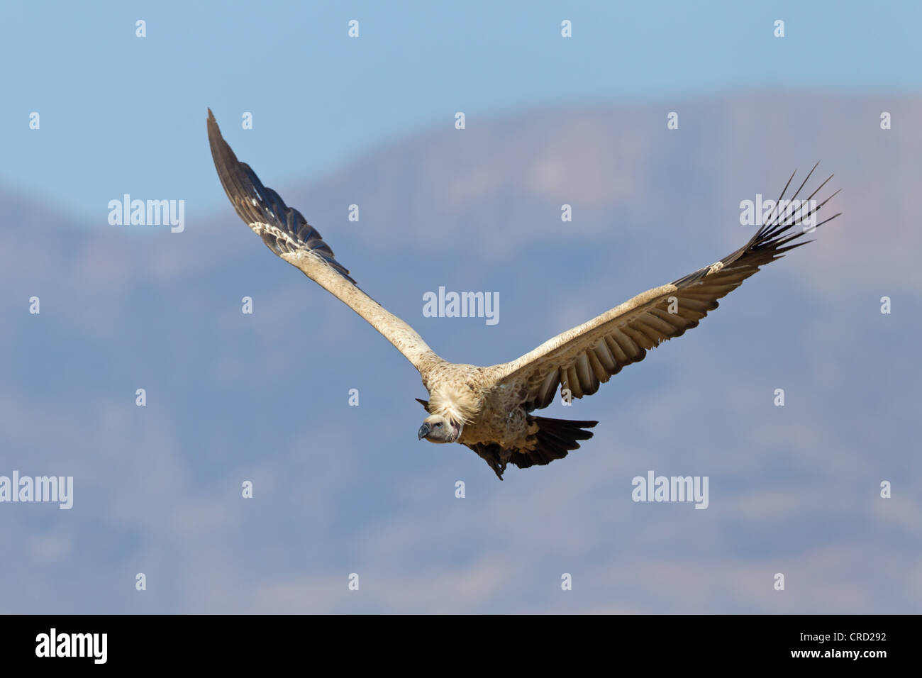 Cape Vulture (Gyps coprotheres) flying Stock Photo - Alamy